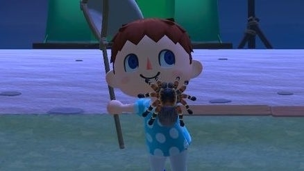 Animal Crossing Tarantulas: How to catch, spawn and get Tarantula ...