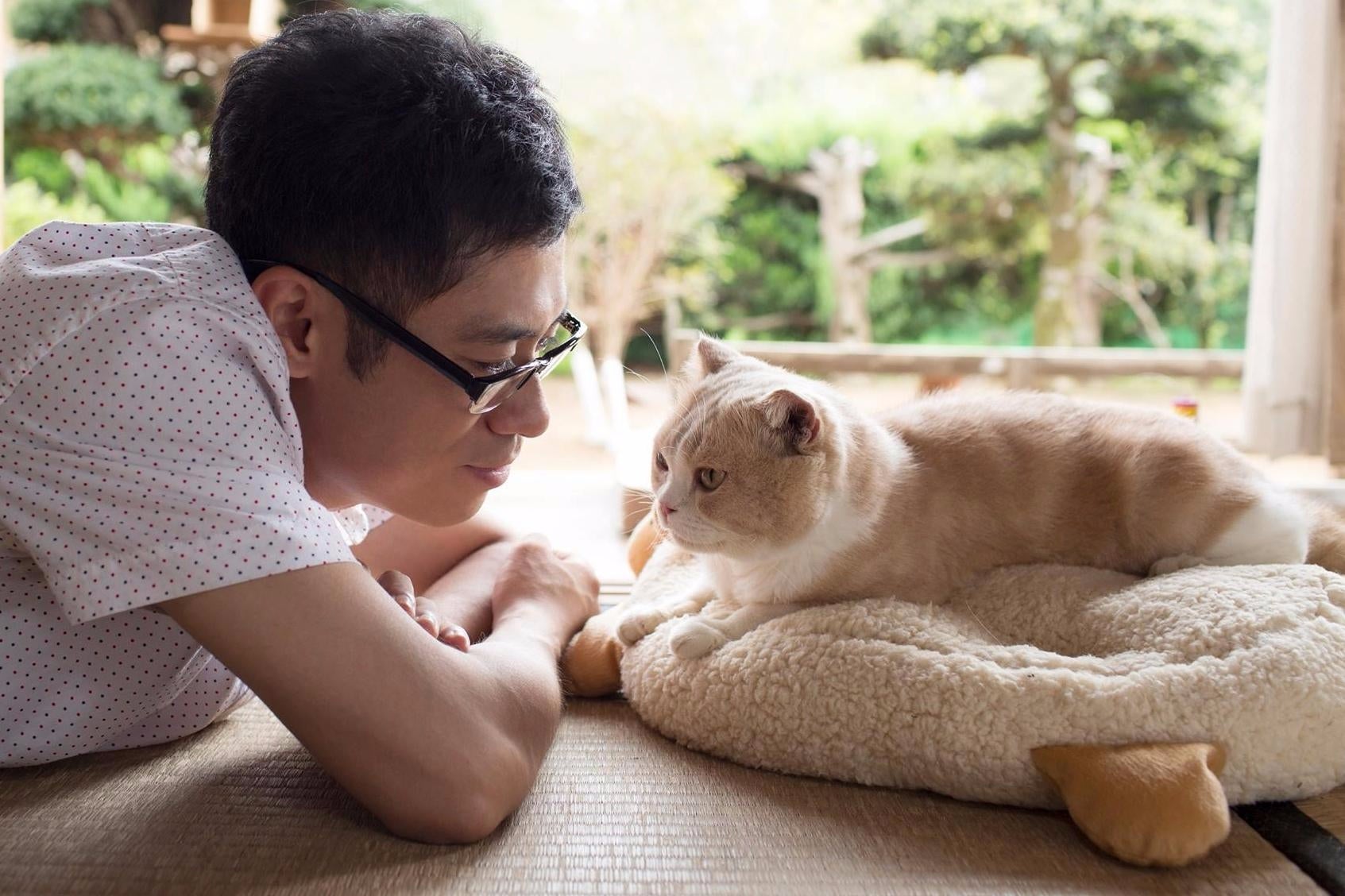 Neko Atsume VR: Kitty Collector might be the most adorable VR game ever ...