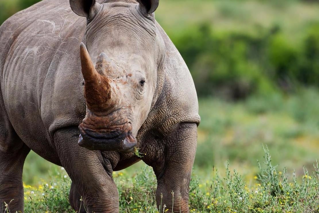 Spike is back in Animal Crossing - and this time I won't lose him ...